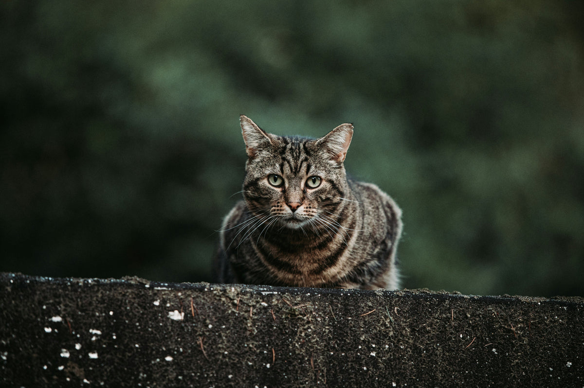 How to Take in a Feral Cat: A Guide for Cat Lovers – Stink Free