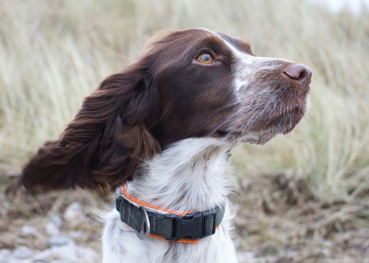 Keeping Your Pets Safe During Severe Weather: Tornadoes, Hurricanes, F ...