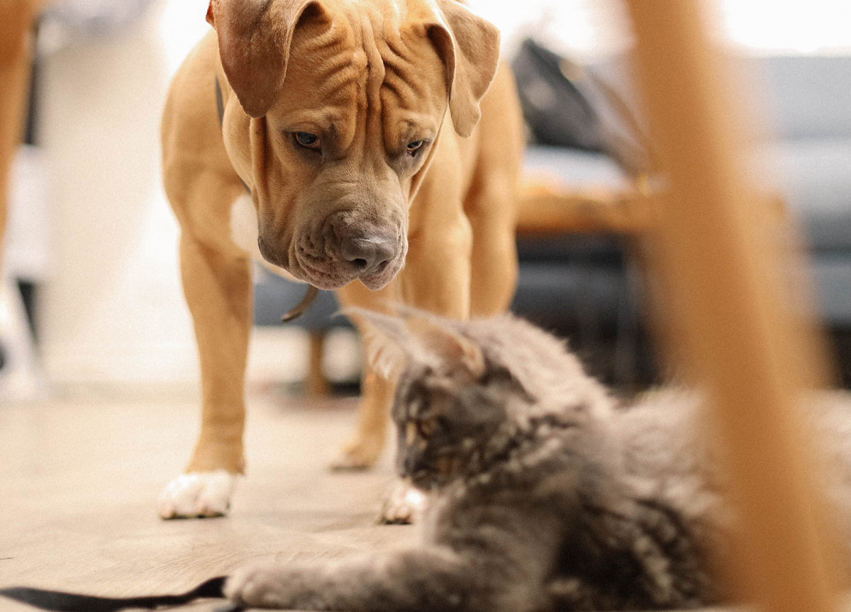 The Pet Effect – Stink Free