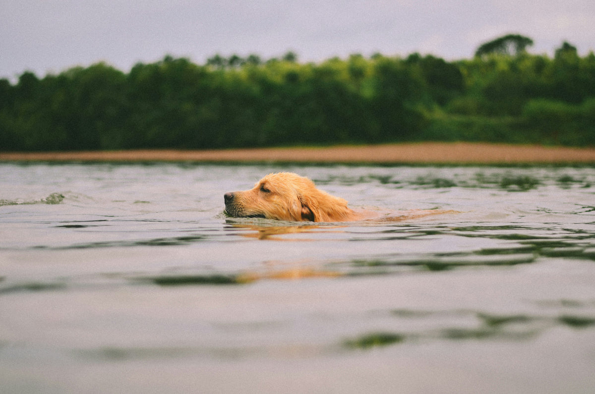 Why Some Dogs Can Swim and Others Can't: Understanding Canine Aquatics ...