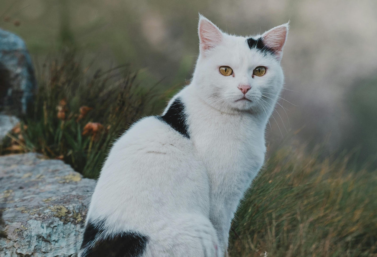 The Pros and Cons of Letting Your Cat Outdoors – Stink Free