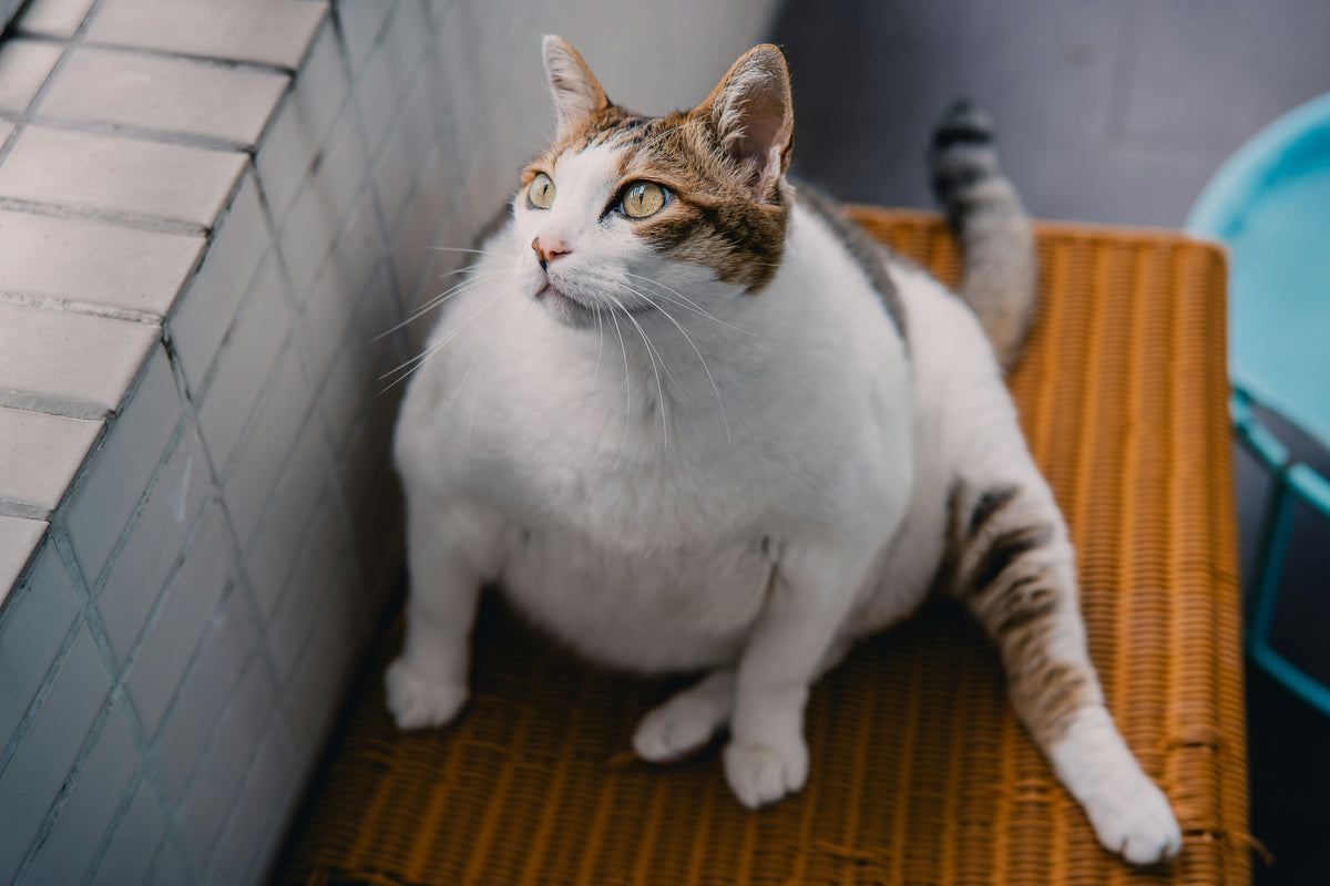 Is My Pet Too Fat? How to Assess Your Pet’s Weight and Keep Them Healt ...